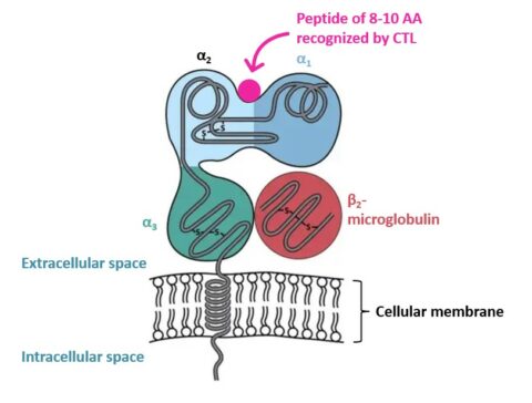 MHC binding peptides prediction - SB PEPTIDE
