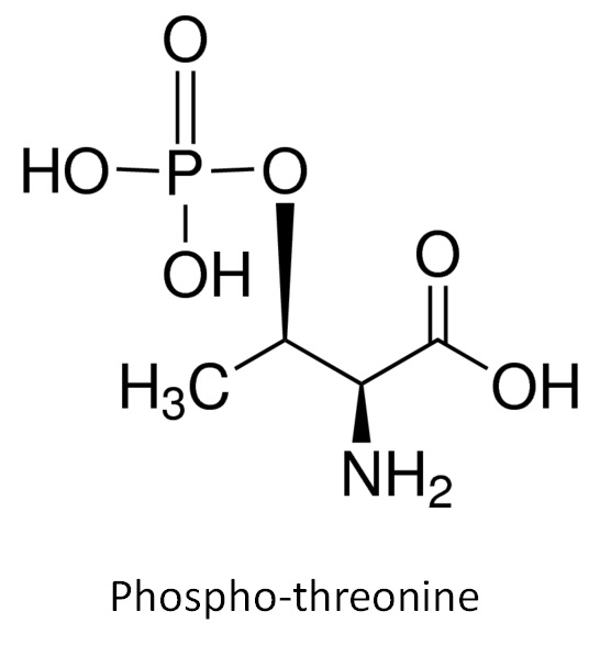Synthesis of phosphorylated peptide - phospho tyrosine theronine serine